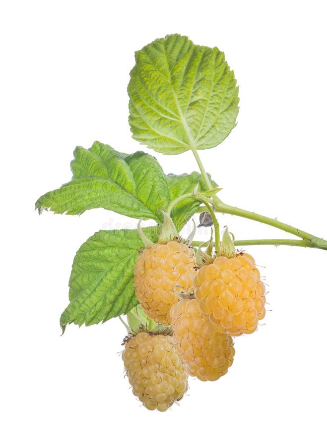 Yellow Four Berries Raspberry with Green Leaves Isolated on White Stock ...
