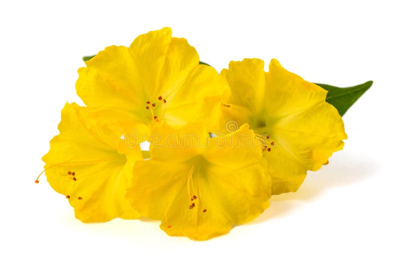 Yellow Four O`clock Flowers Stock Image - Image of tubular, isolated ...