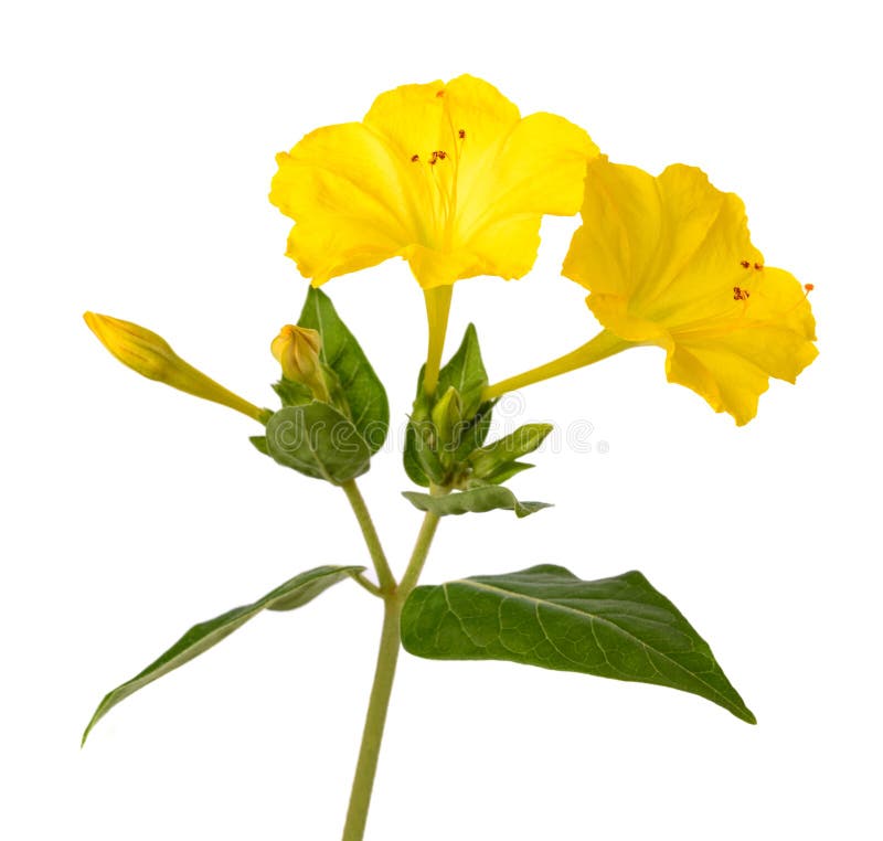 Yellow Four O`clock Flowers Stock Photo - Image of maloti, medicine ...
