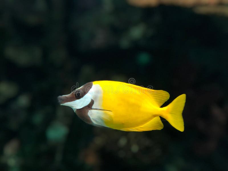 Yellow Foxface Rabbitfish in an Aquarium Stock Image - Image of coral ...