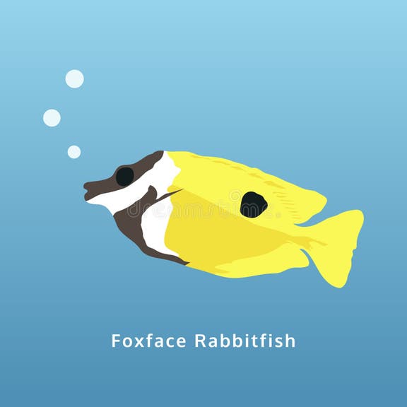 Yellow Foxface Rabbitfish Illustration, Isolated Fish Vector Stock ...