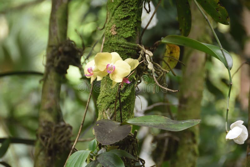 Yellow, Fragile Blossom Flower on a Tree Stock Photo - Image of leaf ...