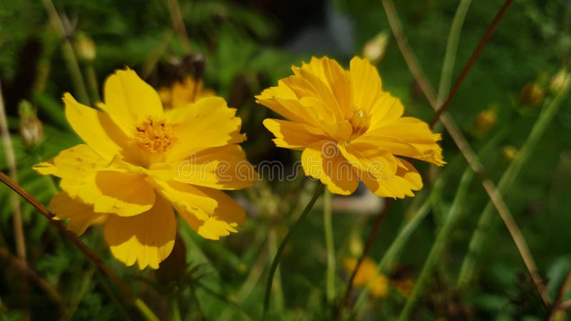 Fragile flower in hand stock photo. Image of herb, leaf - 189020852