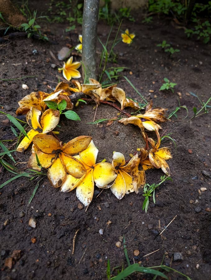Yellow Frangipani Flower that Fall on the Ground Stock Image - Image of ...