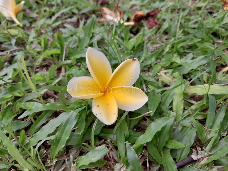 Yellow Frangipani Flowers Fall on Green Grass. Stock Image - Image of ...