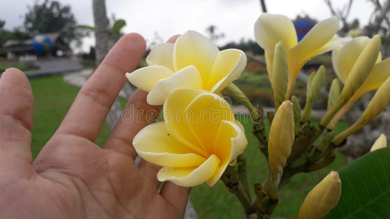 Yellow Frangipani or Kamboja Kuning on Hand Stock Photo - Image of ...