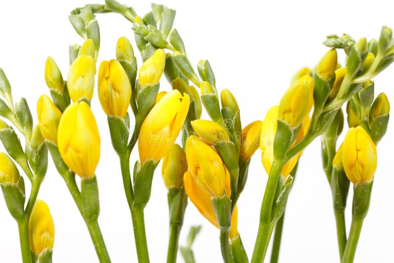 Yellow freesia stock image. Image of yellow, blue, horticulture - 28066421