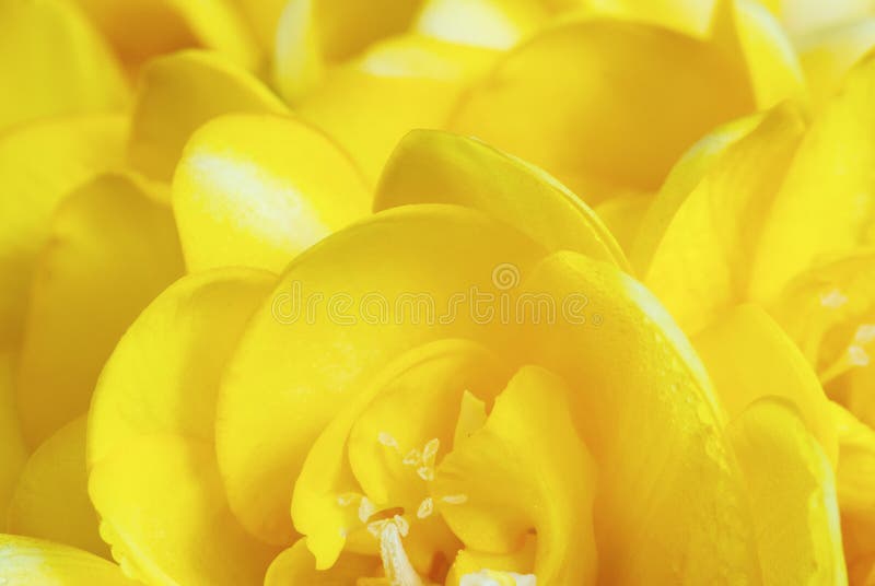 Yellow freesia stock image. Image of flowering, blossom - 42572413