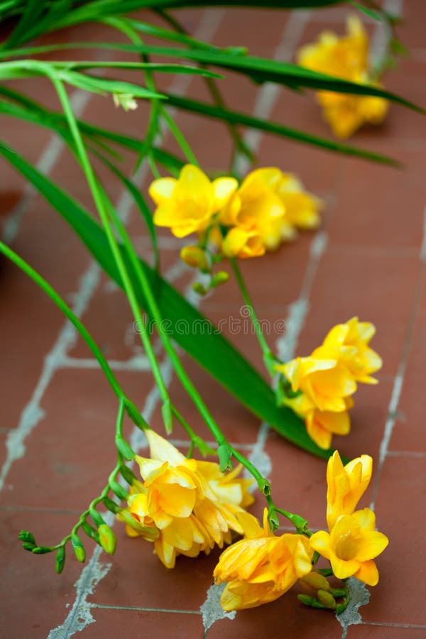Yellow freesia stock image. Image of flower, bacground - 44024067