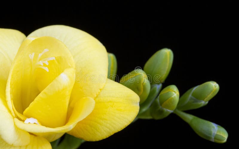 Yellow freesia flower stock photo. Image of flower, love - 30838712