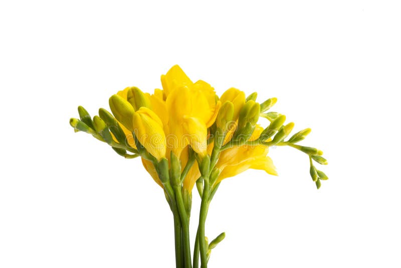 Yellow Freesia Flower Isolated Stock Image - Image of horticulture ...