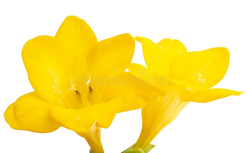 Yellow Freesia Flower Isolated Stock Photo - Image of horticulture ...