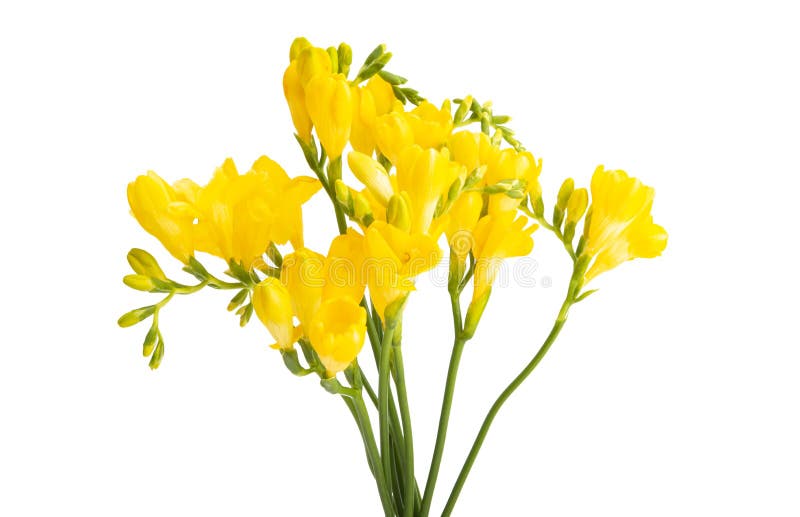 Yellow Freesia Flower Isolated Stock Photo - Image of nature, flower ...