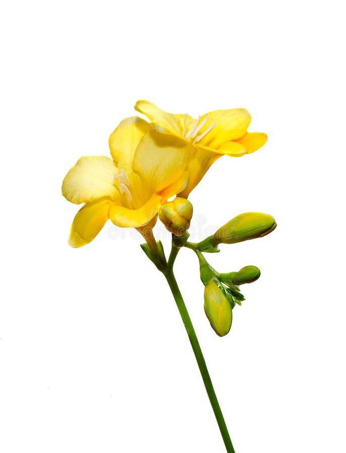 Yellow Freesia Flowers, Close Up, White Background Stock Photo - Image ...