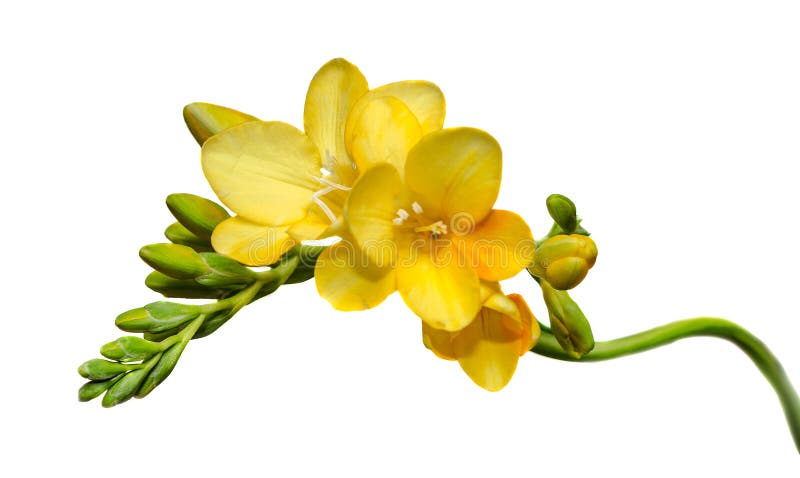 Yellow Freesia Flowers, Close Up, White Background Stock Image - Image ...