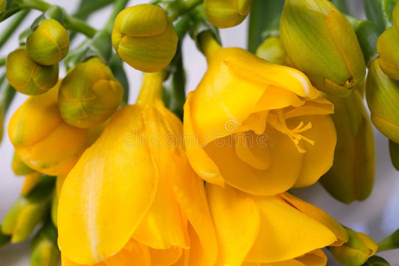 Yellow freesia flowers stock image. Image of fresh, closeup - 93235929
