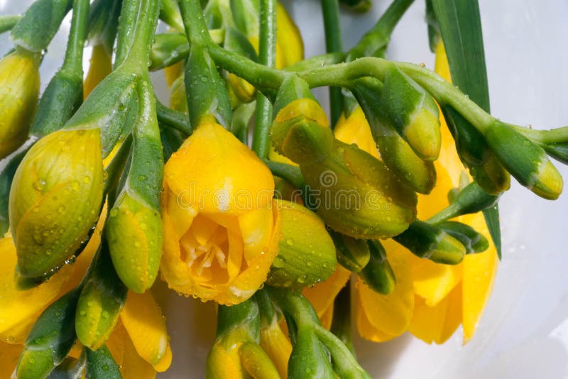 Yellow freesia flowers stock image. Image of botany, buds - 93278149