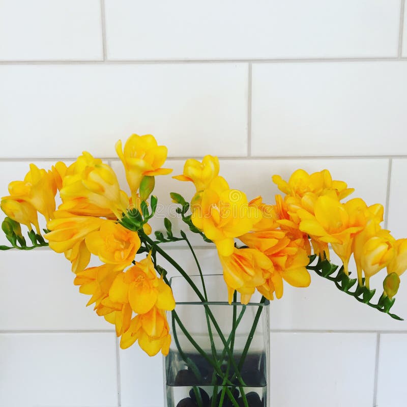 Yellow freesias stock photo. Image of springtime, nature - 9999528