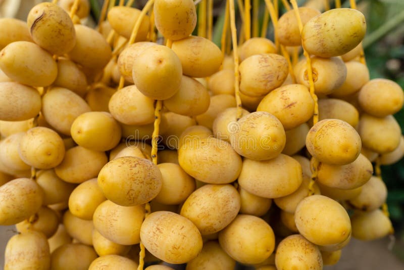 Yellow Fresh Dates Bunch Hanging from a Date Palm Tree Stock Photo ...
