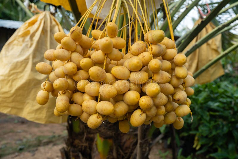 Yellow Fresh Dates Bunch Hanging from a Date Palm Tree Stock Photo ...
