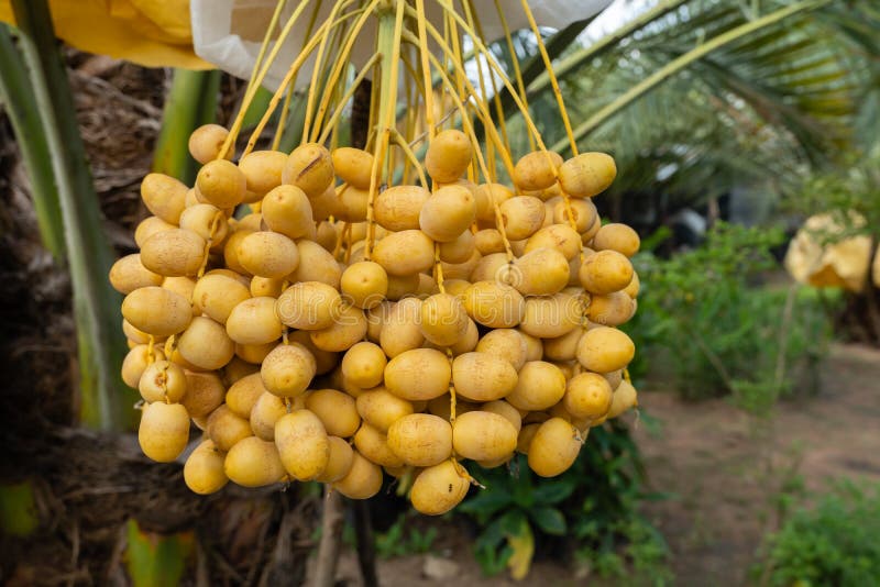 Yellow Fresh Dates Bunch Hanging from a Date Palm Tree Stock Photo ...