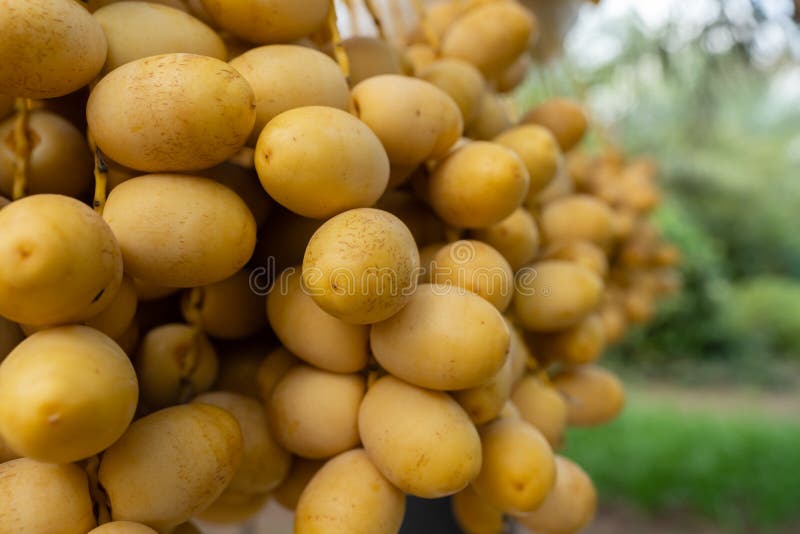 Yellow Fresh Dates Bunch Hanging from a Date Palm Tree Stock Image ...