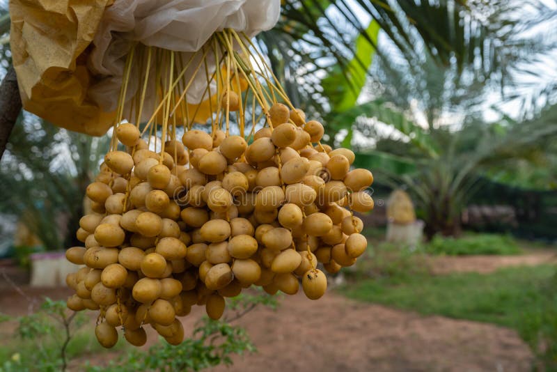 Yellow Fresh Dates Bunch Hanging from a Date Palm Tree Stock Image ...