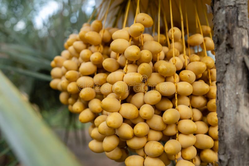 Yellow Fresh Dates Bunch Hanging from a Date Palm Tree Stock Image ...