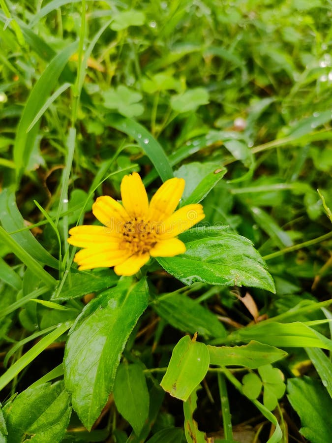 Yellow Fresh Flower on the Grass Cheers Stock Photo - Image of yellow ...