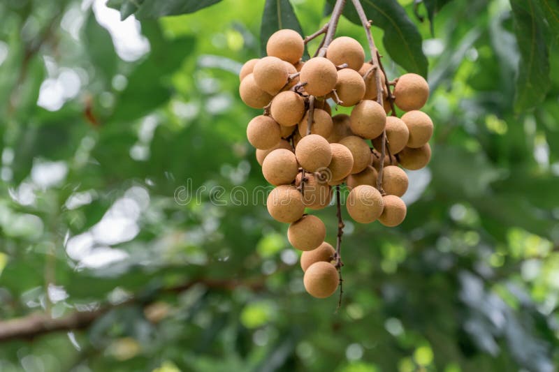 Longan Orchards,Tropical Fruits Yellow Longan in China Stock Photo ...