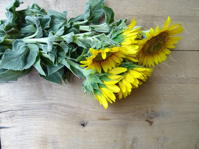Yellow Fresh Sunflowers on a Gray Concrete Background Stock Photo ...