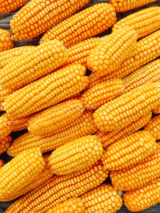Yellow Fresh and Sweet Corn for Food Processing Stock Photo - Image of ...