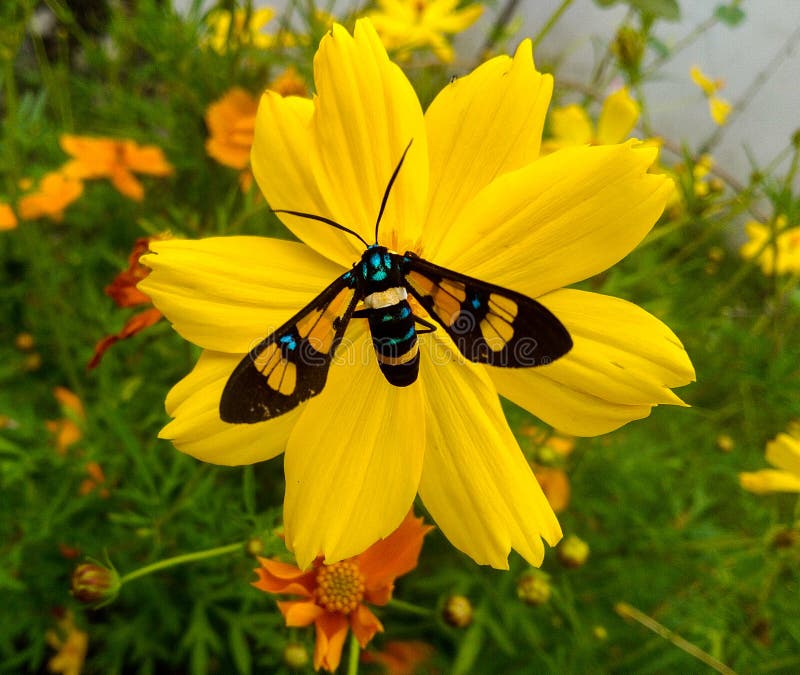 The yellow and friend stock image. Image of pollinator - 214392717