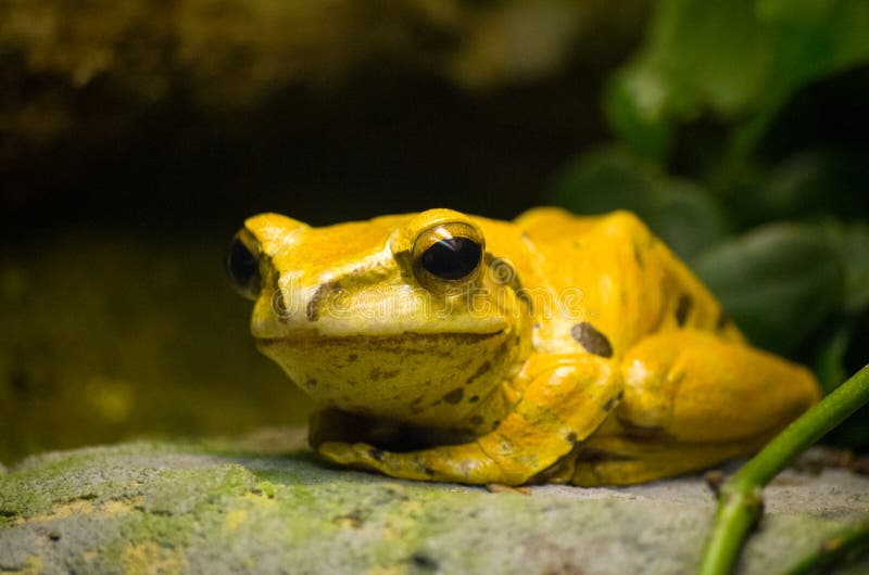 A yellow frog stock photo. Image of gorgeous, look, leaf - 169871050
