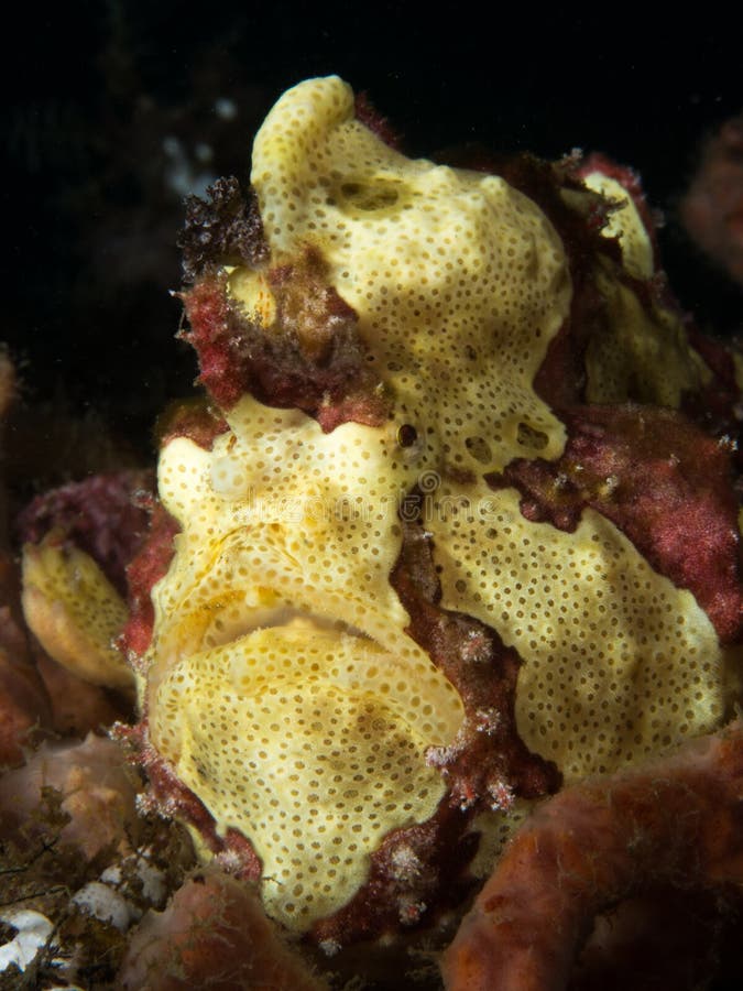 Yellow frog fish stock photo. Image of maculatus, black - 83537540