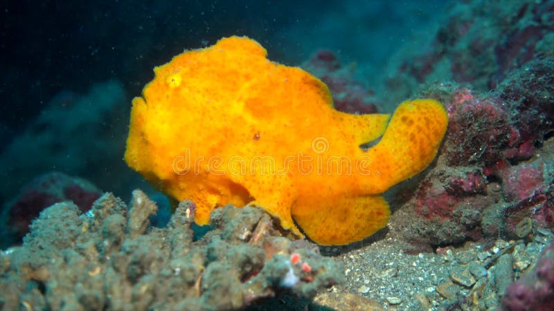 A Yellow Frog Fish or Angler Fish is Floating Underwater Stock Footage ...