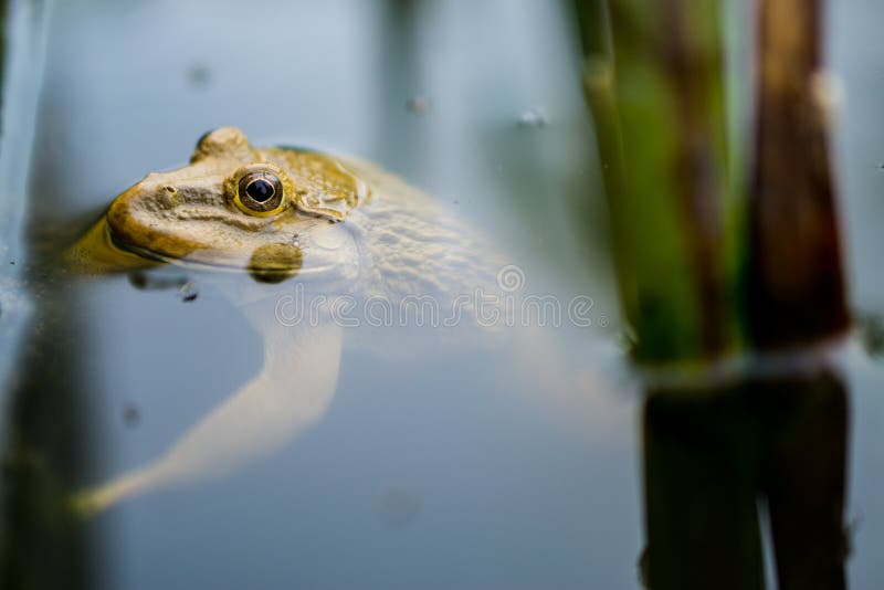Yellow Frog is Floating in Water, Beautiful Amphibian Stock Image ...