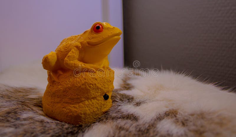 Big Yellow Frog Golden Amphibian Wet Swamp Pond Water Stock Image ...