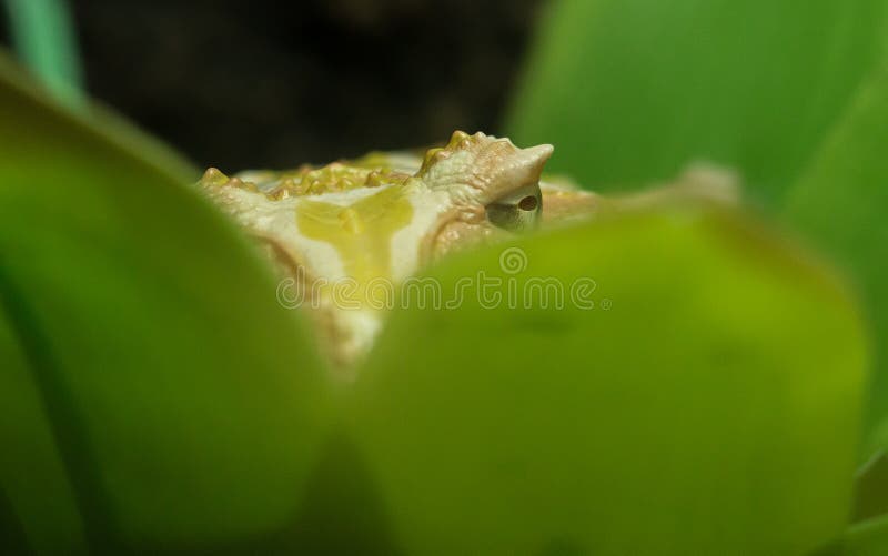 Yellow Frog Hiding Behind a Leaf, Facing the Camera with One Eye ...