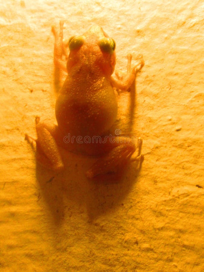 A yellow frog on a wall stock image. Image of frog, nature - 231319813