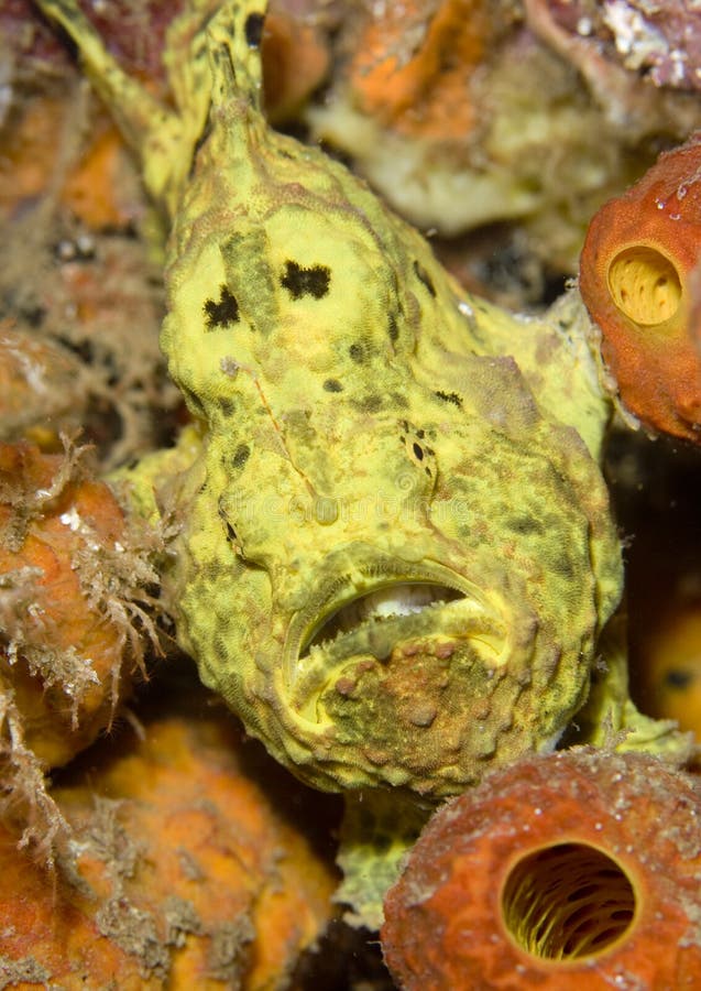 Yellow Frogfish stock photo. Image of ocean, yellow, nature - 14948136