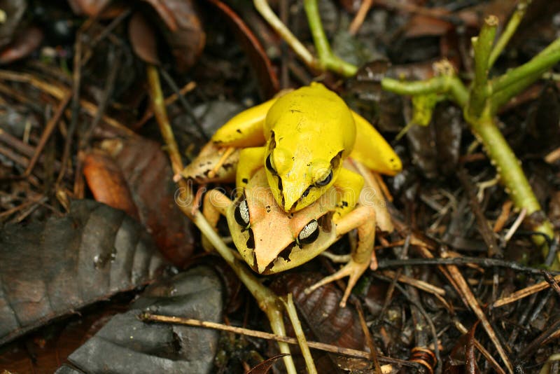Yellow frogs stock photo. Image of frog, madagascar, reproduction ...