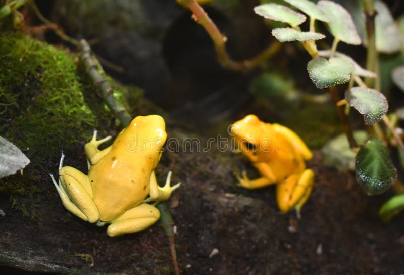 Yellow Frogs stock image. Image of poisonous, leaf, blue - 330092543