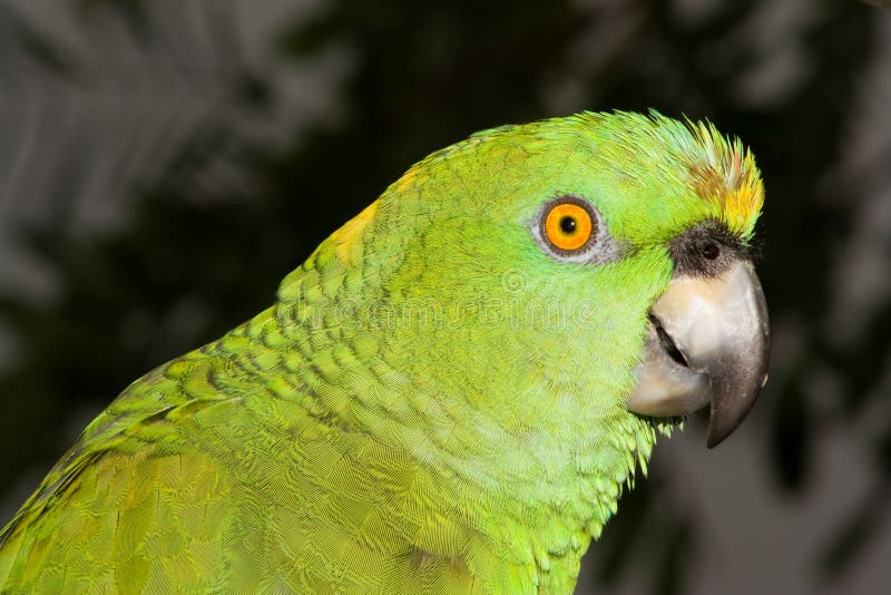 Yellow Fronted Amazon stock photo. Image of bill, parrot - 11065000