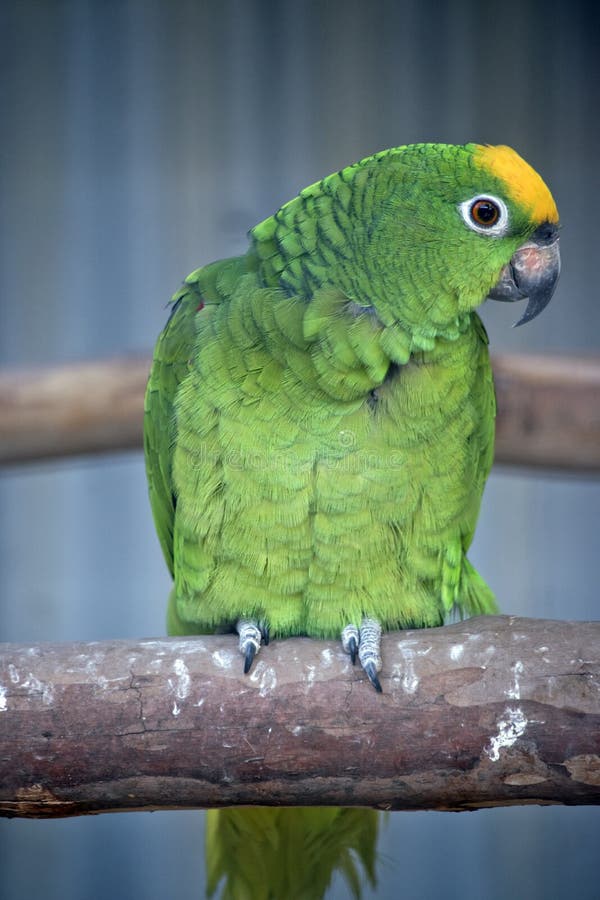 The Yellow-Fronted Amazon is Green and Yellow Parrot Stock Image ...