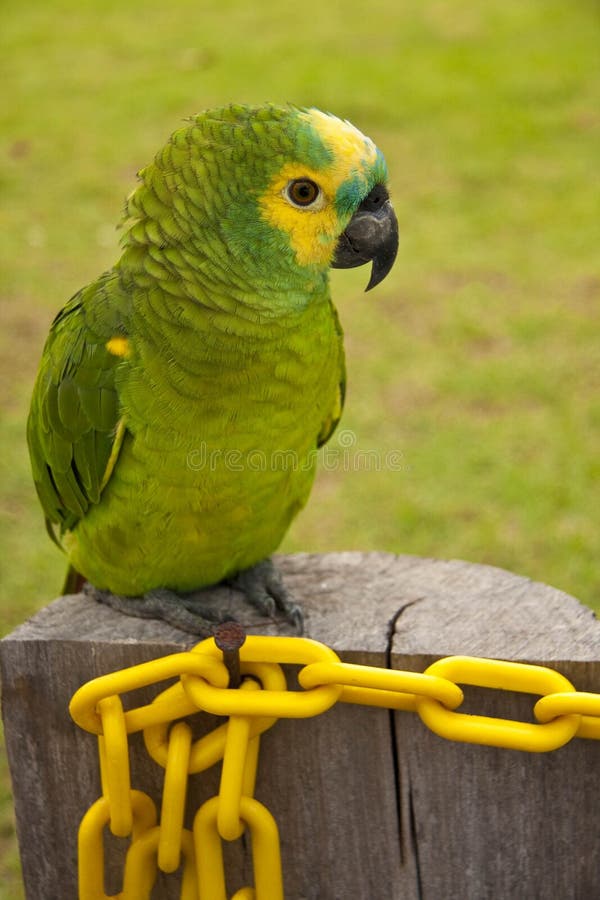 Yellow Fronted Amazon Parrot Stock Image - Image of feather, tropical ...