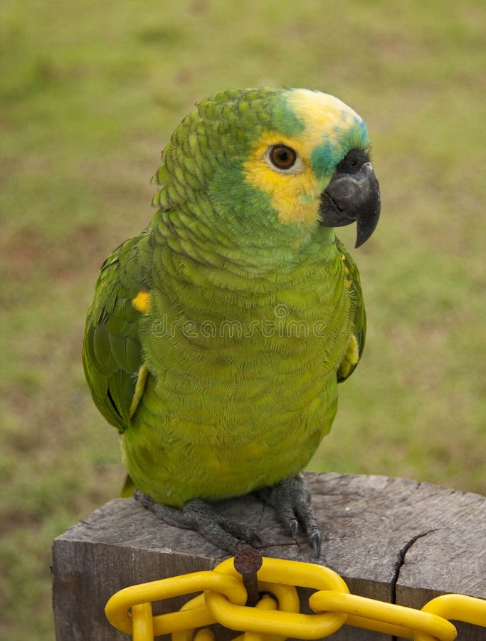 Yellow Fronted Amazon Parrot Stock Image - Image of color, yellow: 65307755