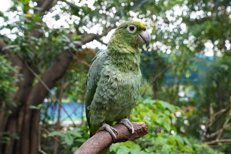 The Yellow-fronted Amazon or Suriman Amazon is a Bird of the Parakeet ...