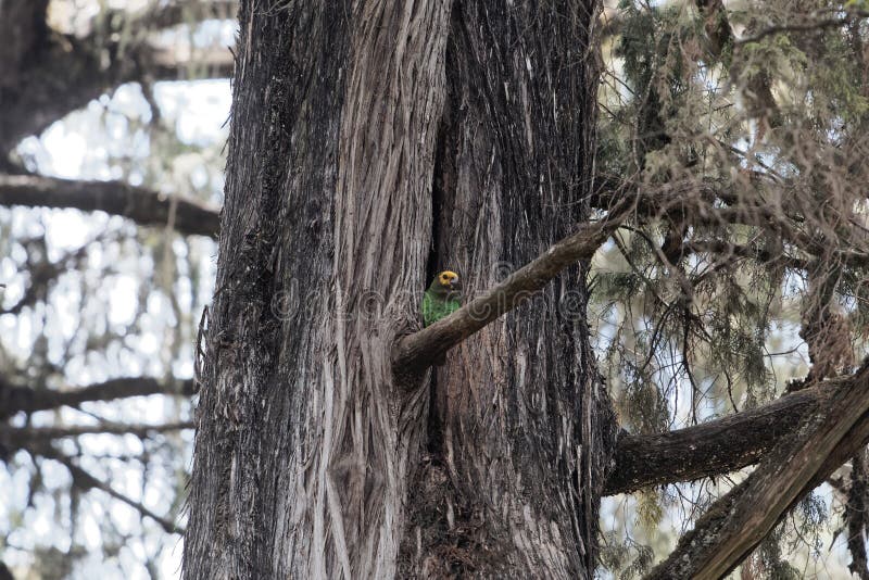 Yellow Fronted Parrot, Poicephalus Flavifrons, in a Juniperus Tree ...