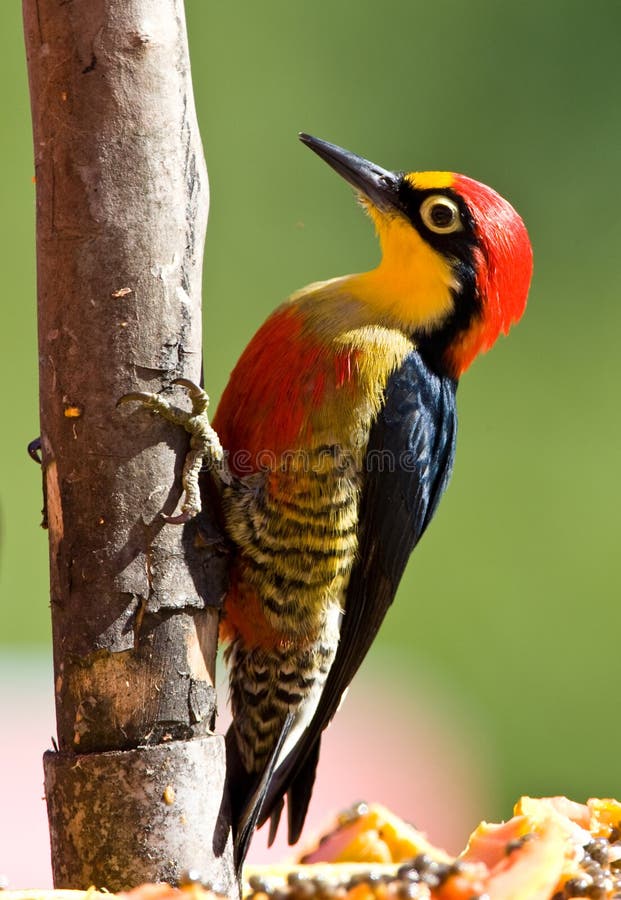 Yellow-fronted Woodpecker, Melanerpes Flavifrons Stock Image - Image of ...